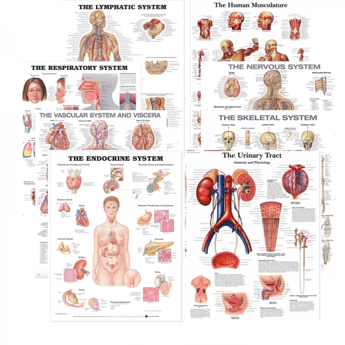 Myaskro Human Body Systems Charts Bundle (Set of 8) | Ultra-Refined